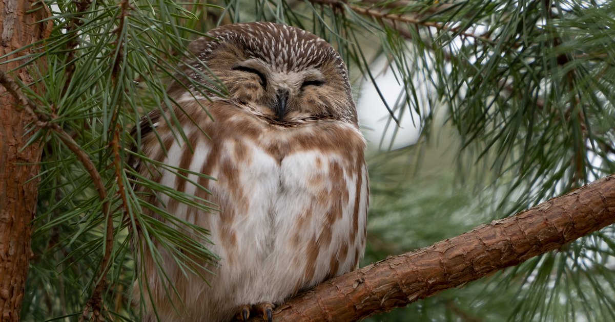Thank you for visiting! | World Wildlife Fund