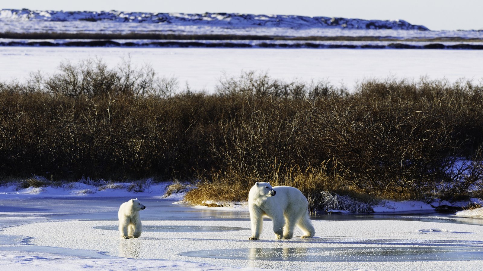 The Facts about WWF and Polar Bear Conservation | World Wildlife Fund