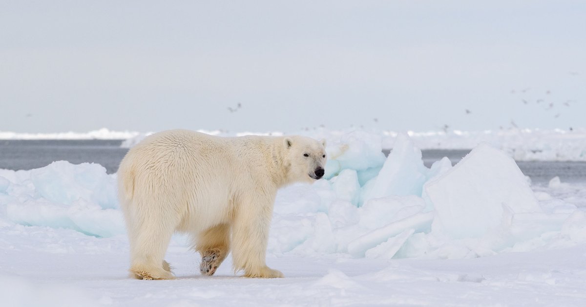 The Facts about WWF and Polar Bear Conservation | World Wildlife Fund