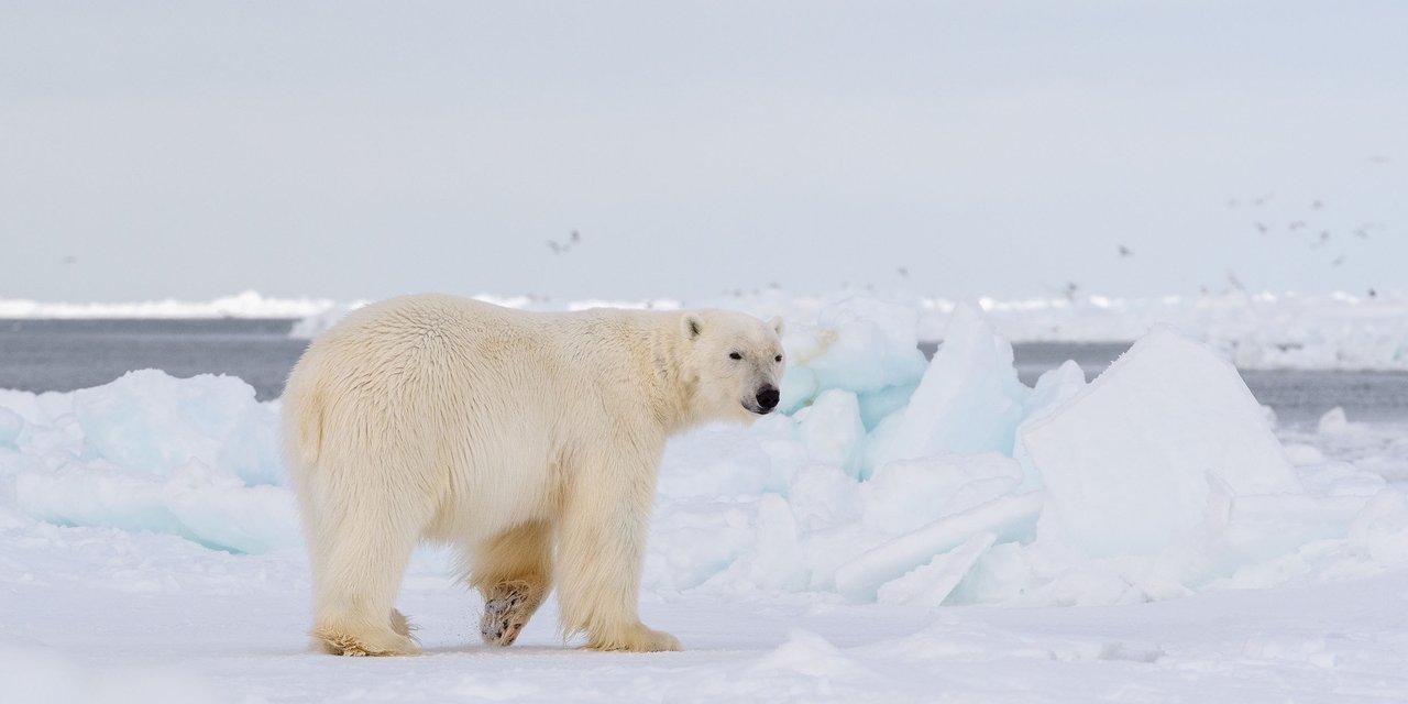 The Facts about WWF and Polar Bear Conservation | World Wildlife Fund