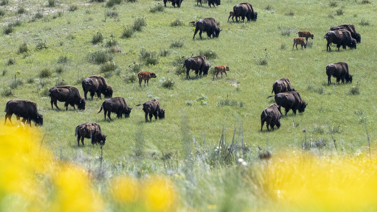 Restoring Bison and Community on the Rosebud Reservation | World ...