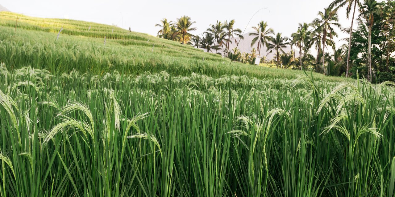 Sustainable Rice Is Key to Feeding a Growing World | WWF