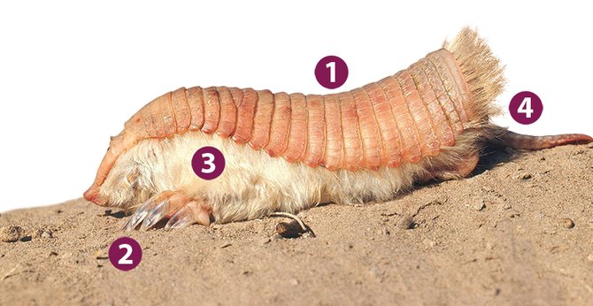 Meet the Pink Fairy Armadillo of Argentina | WWF
