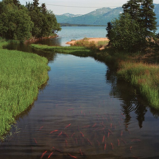 Salmon Country: Protecting Alaska’s Way of Life | World Wildlife Fund