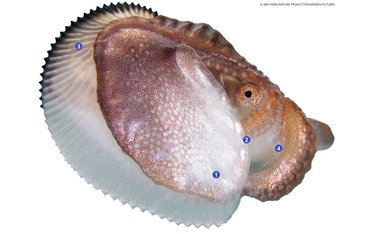 Argonaut, an Octopus That Traps Air to Float in Open Water | World ...