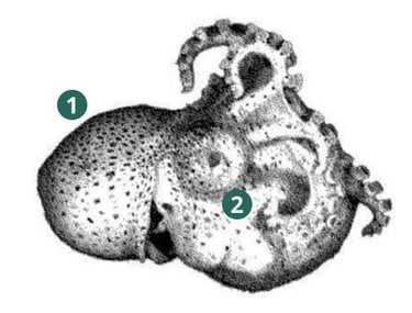 Argonaut, an Octopus That Traps Air to Float in Open Water | World ...
