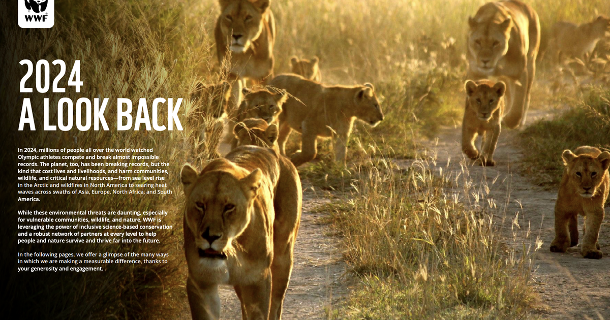 WWF: A look back at 2024 | World Wildlife Fund
