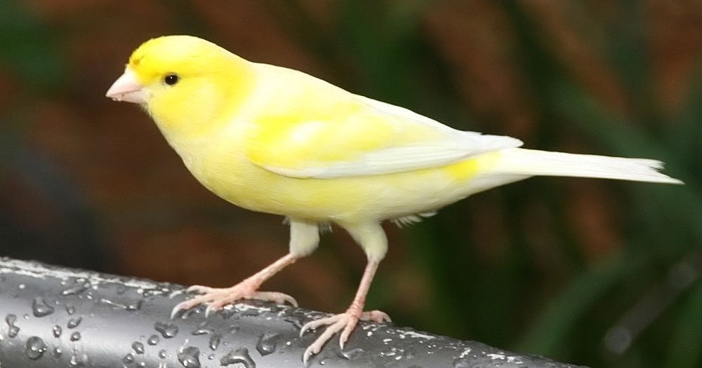 Do Yellow Canaries Make Good Pets? | World Wildlife Fund