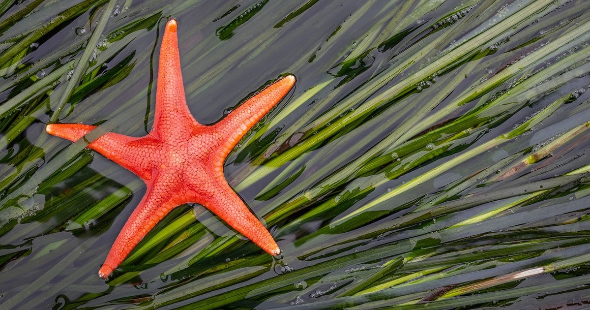 How Ocean Warming Threatens Sea Stars and Ecosystems | WWF