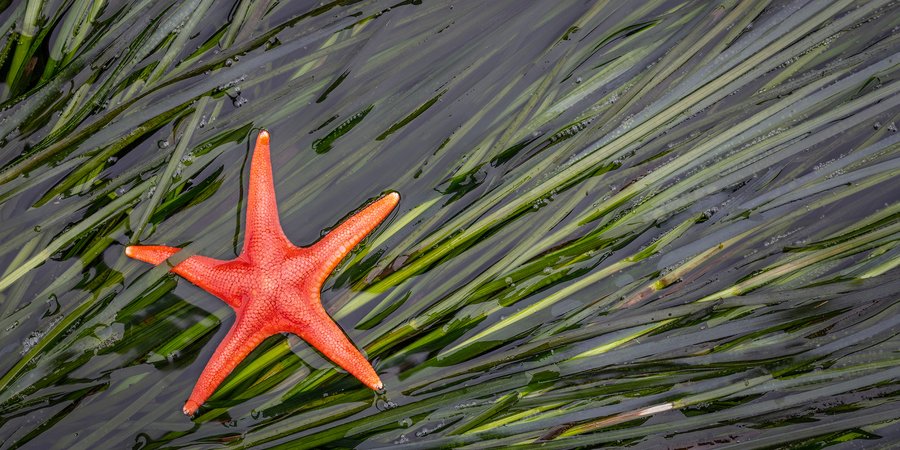 How Ocean Warming Threatens Sea Stars and Ecosystems | WWF
