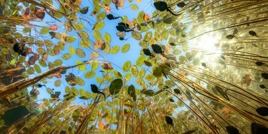 Exploring Tadpole Habitats in British Columbia Waters | World Wildlife Fund