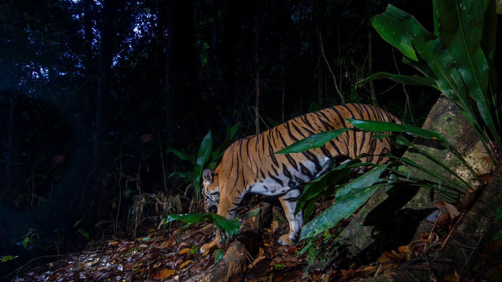 Thriving Tigers Signal Hope for Malaysia’s Forests | WWF