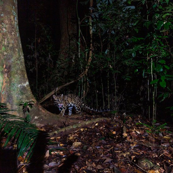 Thriving Tigers Signal Hope for Malaysia’s Forests | WWF