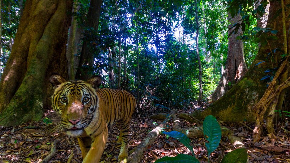 Thriving Tigers Signal Hope for Malaysia’s Forests | World Wildlife Fund