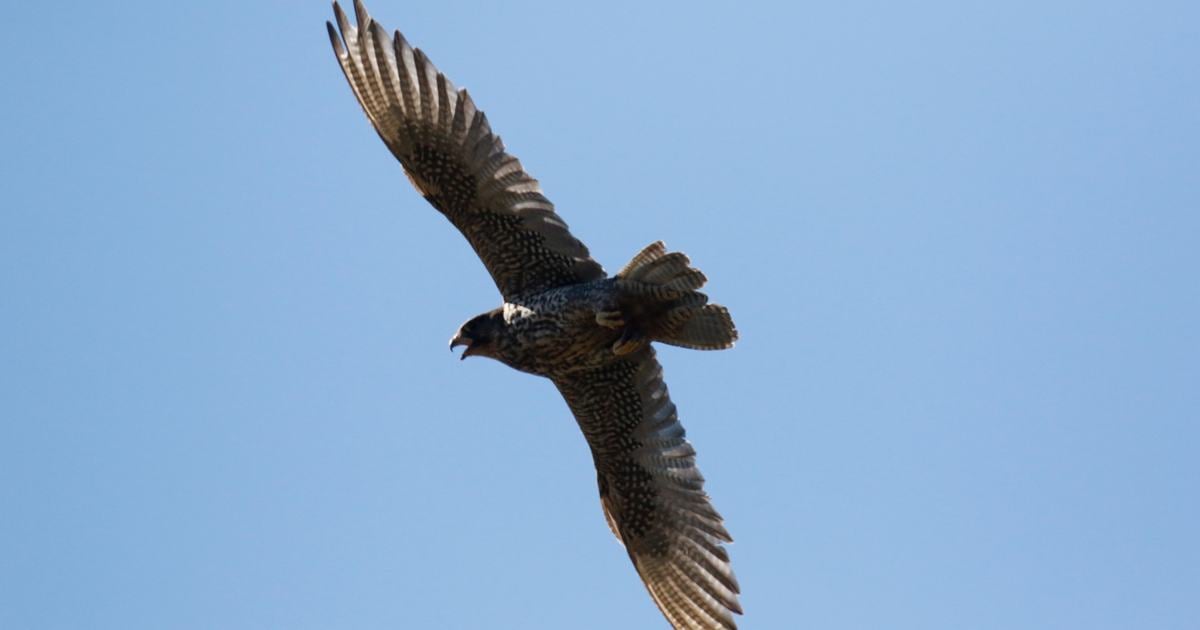 Helping Sweden’s Gyrfalcons Adapt to Climate Change | World Wildlife Fund