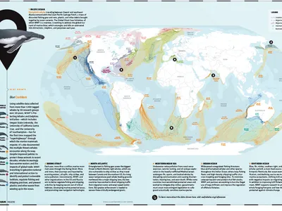 Satellite Data Maps Whale Migration to Boost Protection | World ...