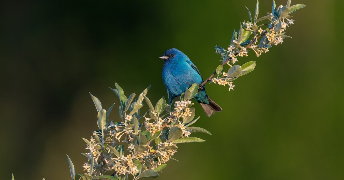 What are the latest trends in the illegal wildlife trade? | World ...