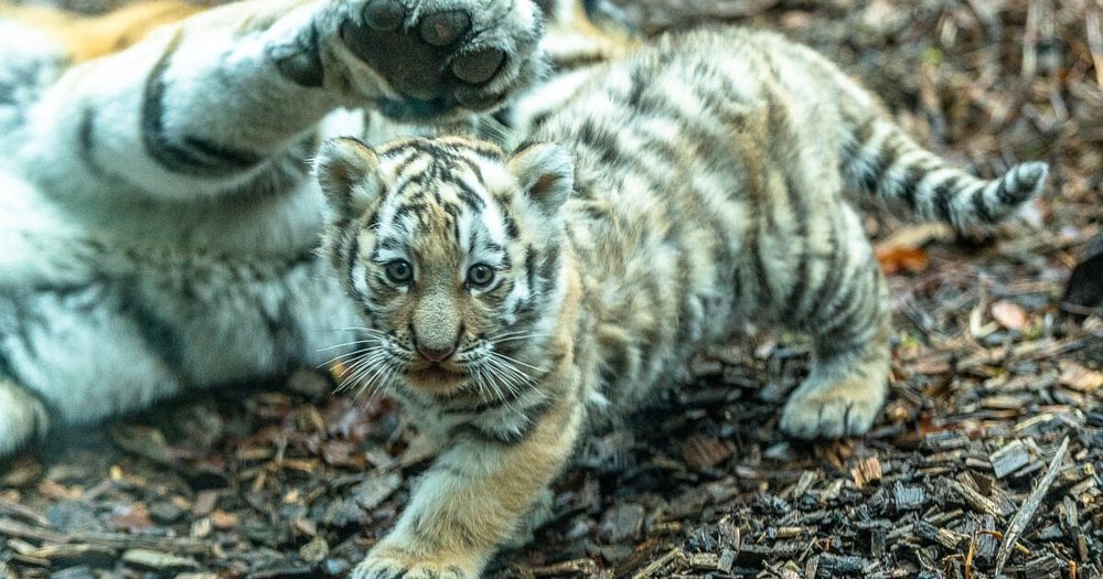 Providing the Five Freedoms for Exotic Pets | World Wildlife Fund