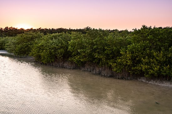 WWF Climate Finance for Nature-Based Solutions | World Wildlife Fund