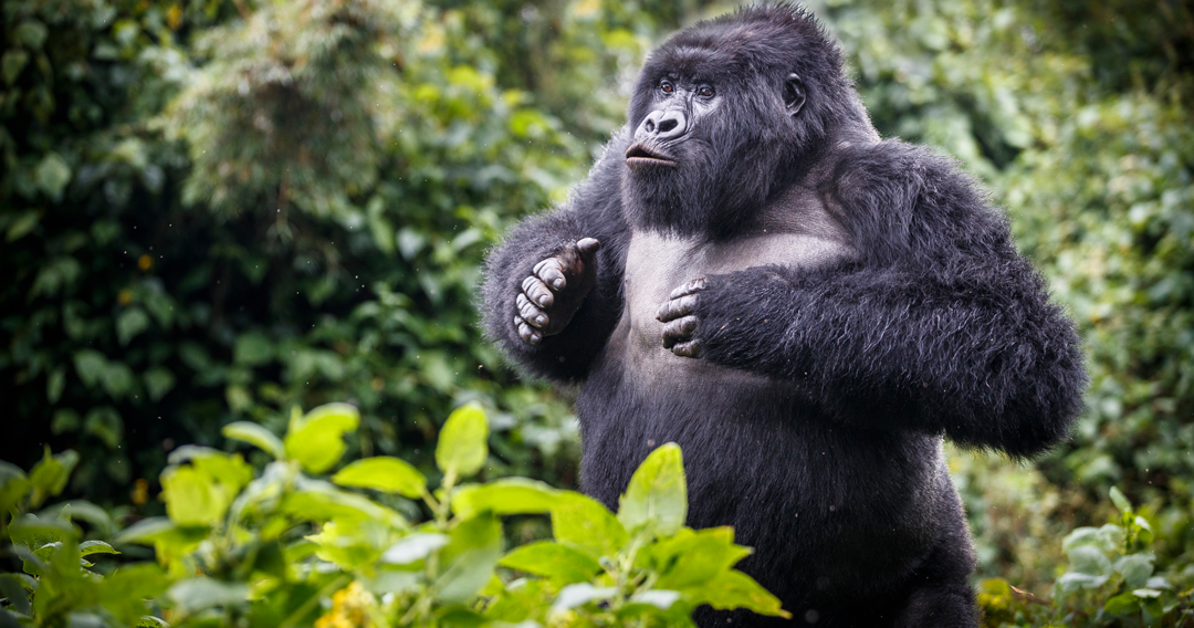 Which of these is NOT one of the eight Red List categories? | World ...