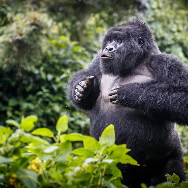 Which of these is NOT one of the eight Red List categories? | World ...