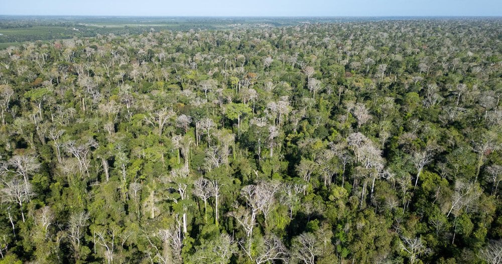 The Atlantic Forest | WWF | World Wildlife Fund