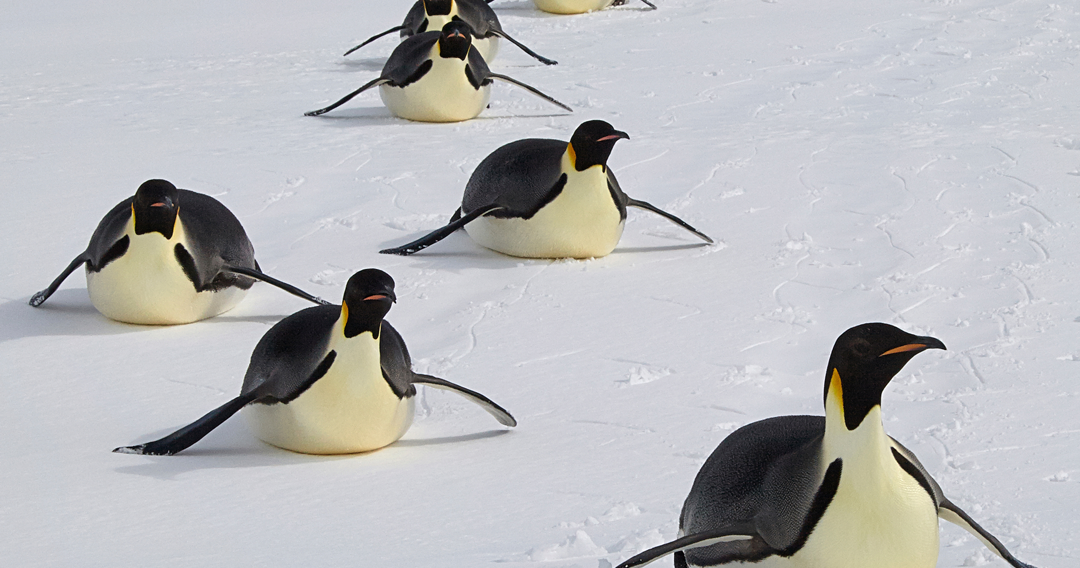 Can you tell what these emperor penguins are doing? | World Wildlife Fund