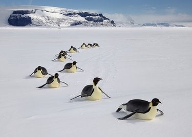 Winter Survival Secrets: Lessons from Wildlife | World Wildlife Fund