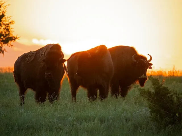Restoring bison to the Northern Great Plains | World Wildlife Fund