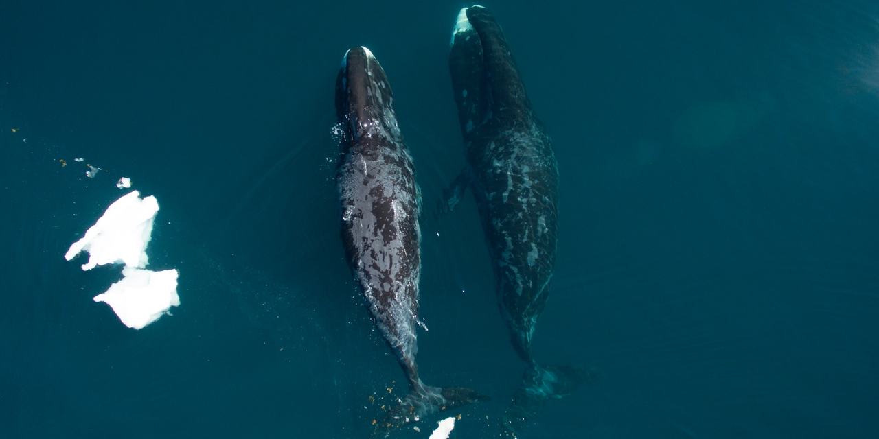 Arctic Watch: Safe Shipping in the Bering Strait | WWF