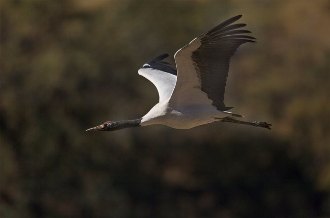Conservation Success in the Eastern Himalayas | WWF