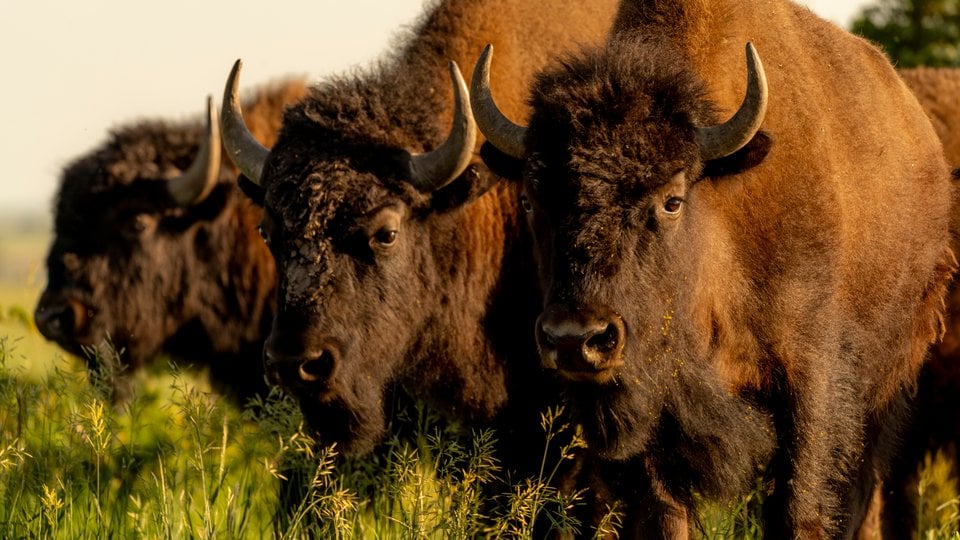 Returning bison to their ancestral homes restores Indigenous land ...