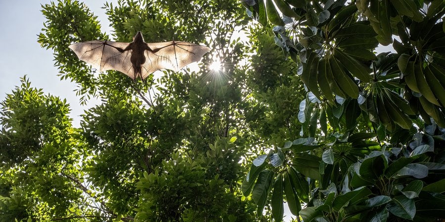 Discovering a New Side to Fruit Bats | World Wildlife Fund