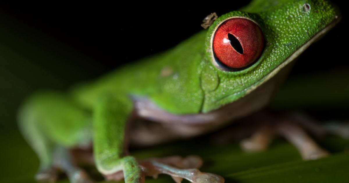 Five Fascinating Facts About Frogs | World Wildlife Fund