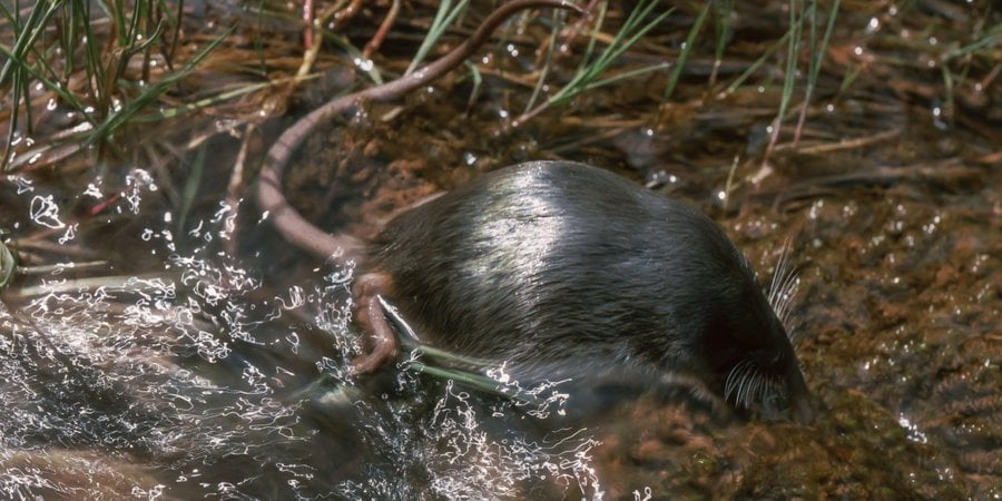 Saving Pyrenean Desmans with Science and Conservation | World Wildlife Fund