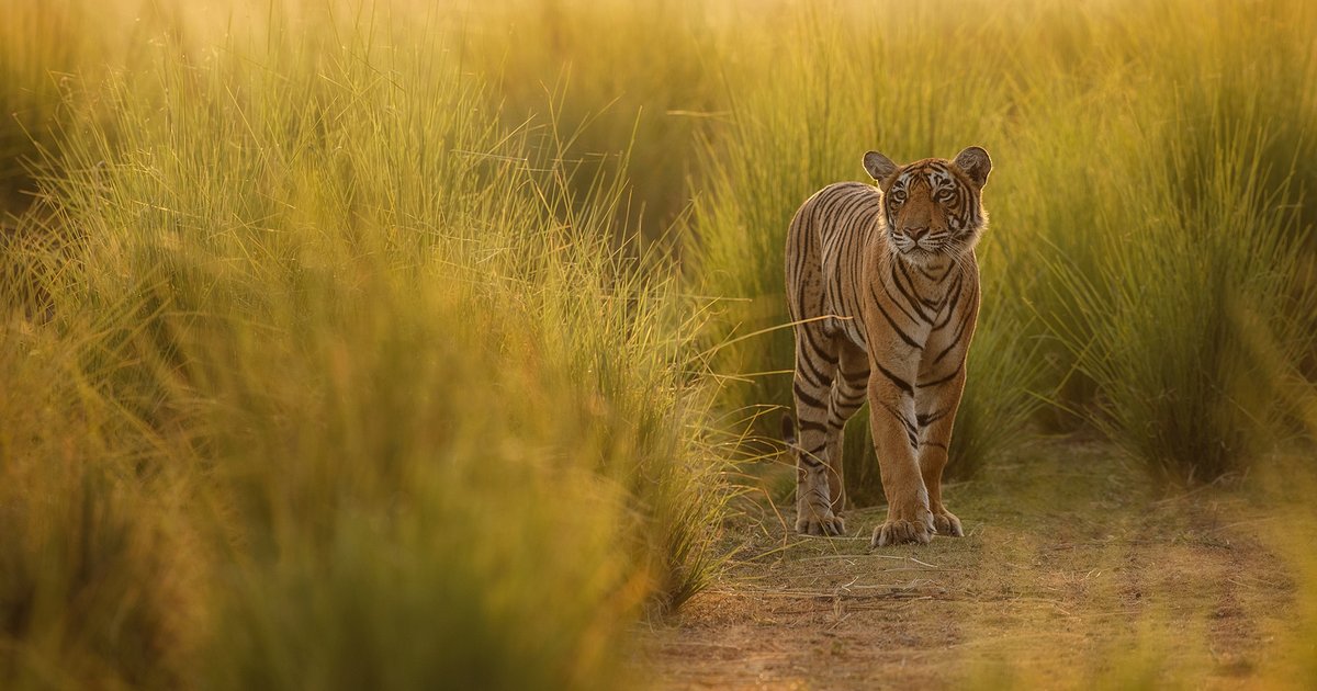 Warner Bros. Discovery and WWF protect tiger habitats | WWF