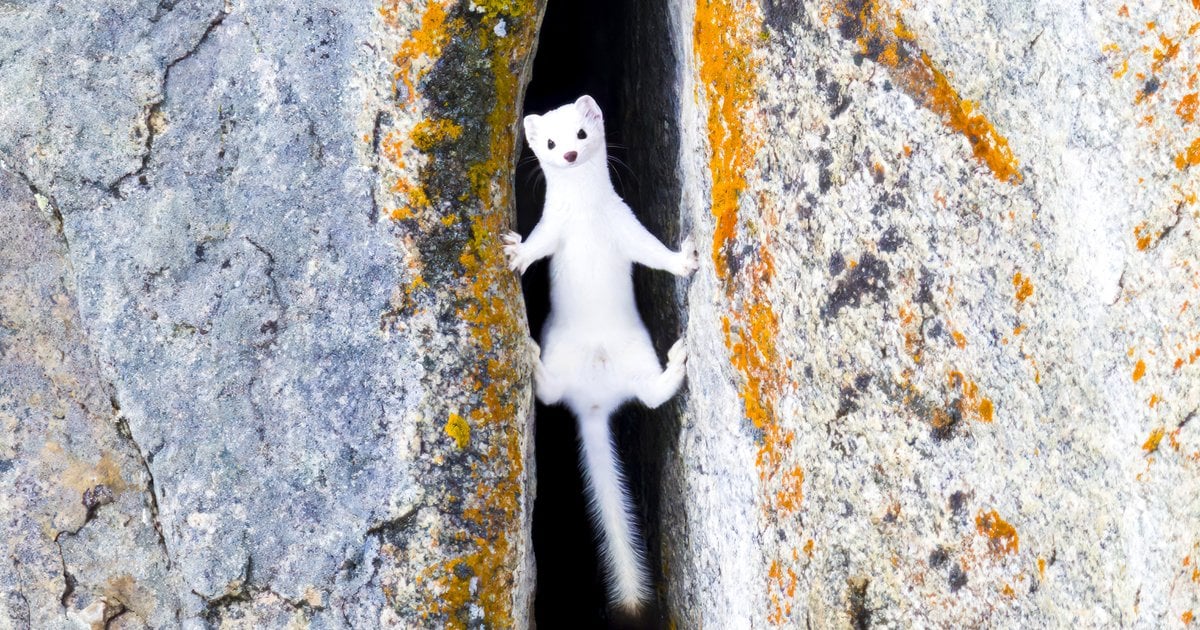Watching an Ermine Pursue its Prey | WWF