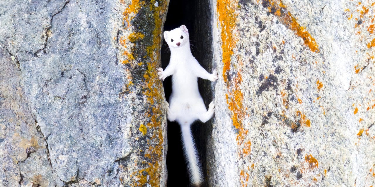 Watching an Ermine Pursue its Prey | WWF