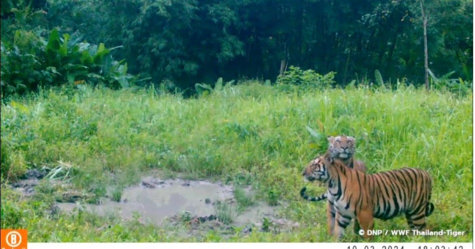 Gamma the tiger cub's reappearance signals hope for conservation | WWF