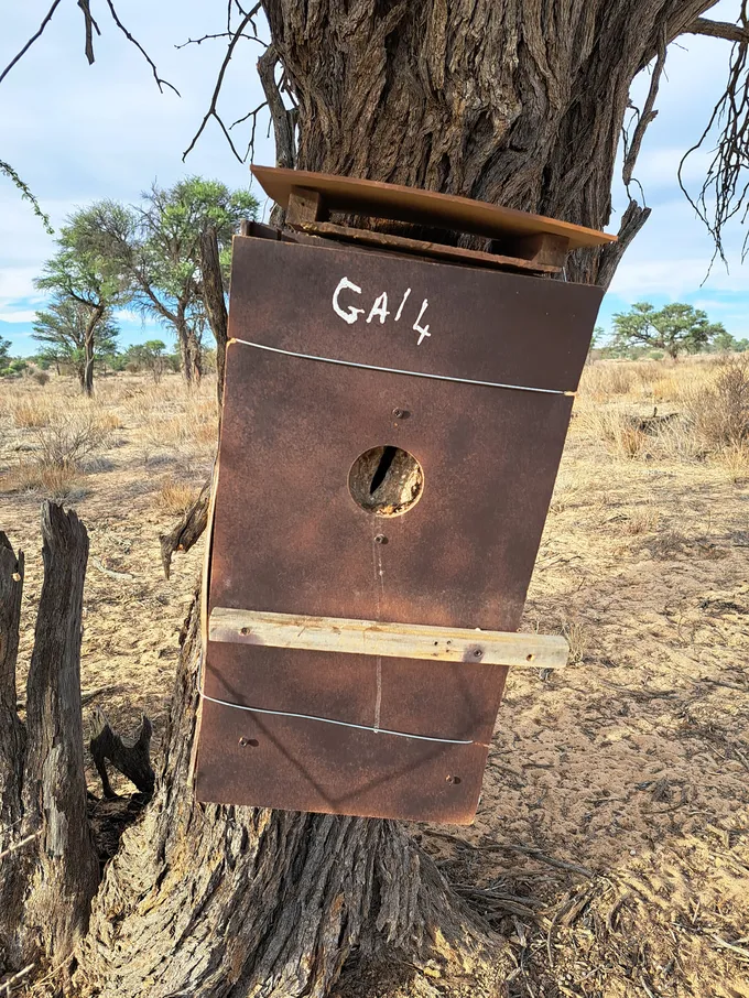 Managing Microclimates for Southern Yellow-Billed Hornbills | World ...