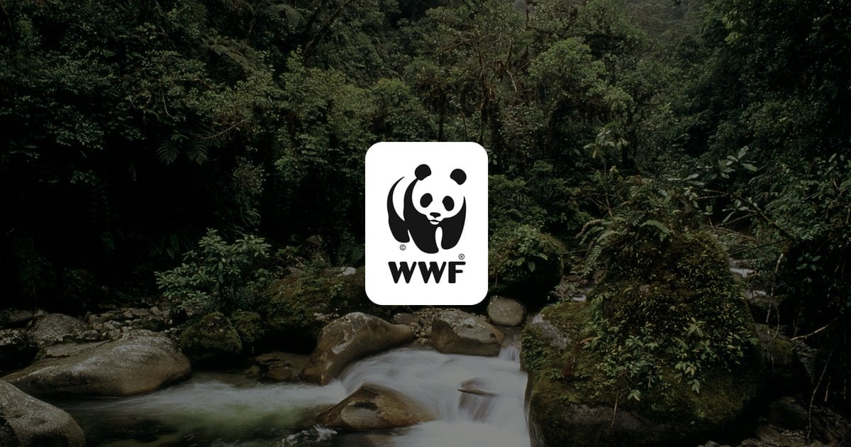 WWF: China’s Ivory Demand Falls Sharply Post-Ban | World Wildlife Fund