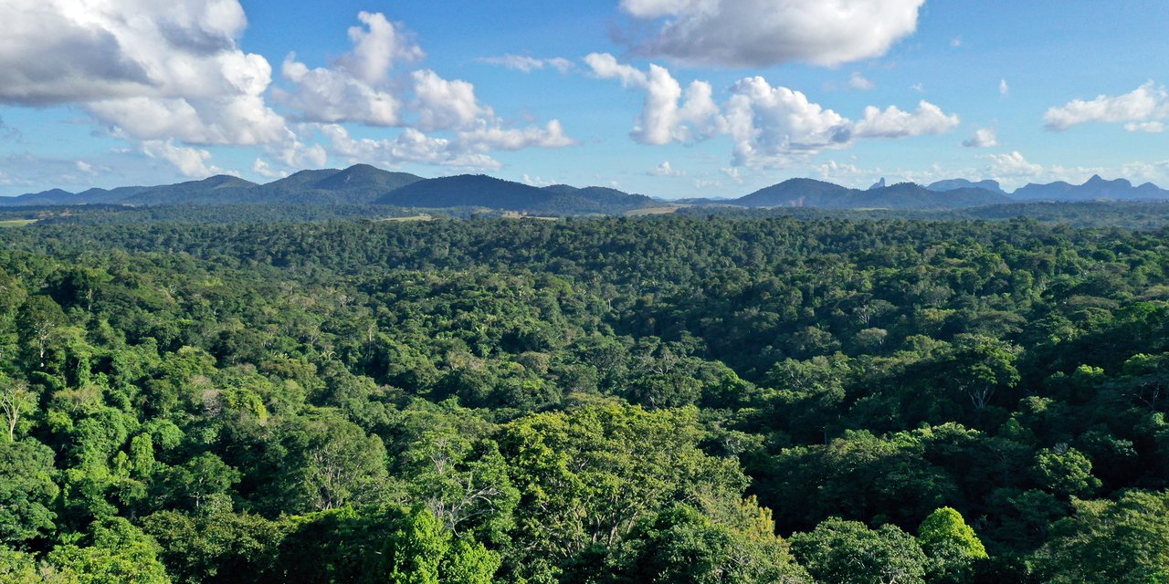 New initiatives drive forest conservation | WWF