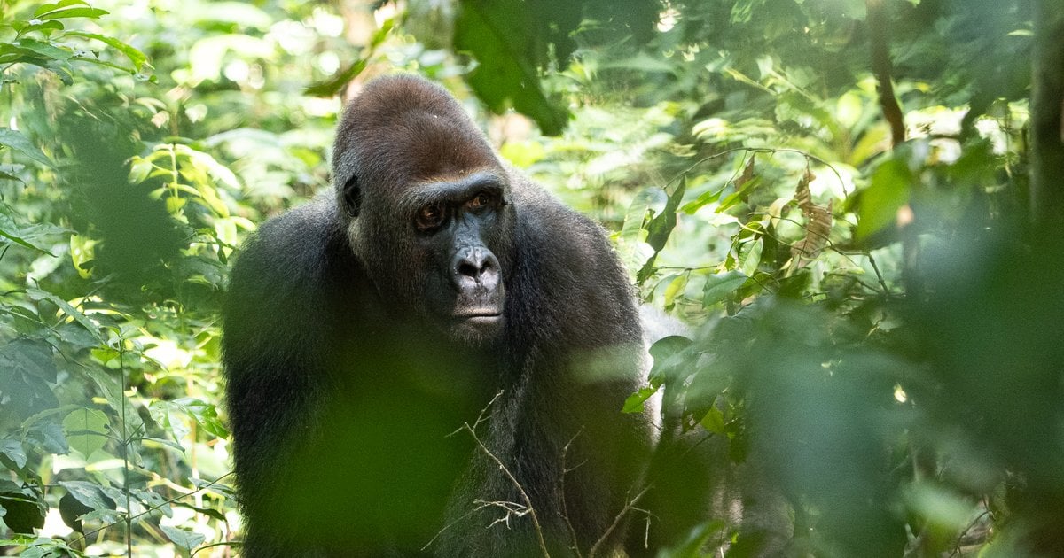 what is gorilla habituation and how does it help conservation | WWF