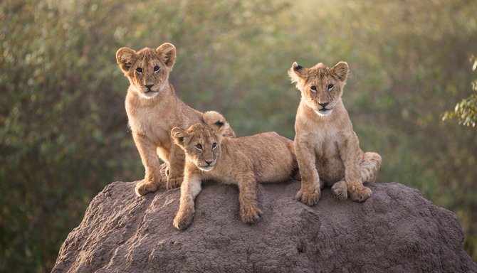 Protecting Livestock and Lions in Southern Africa | WWF