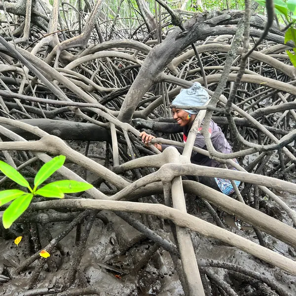 WWF’s Global Efforts to Restore and Protect Mangroves | WWF