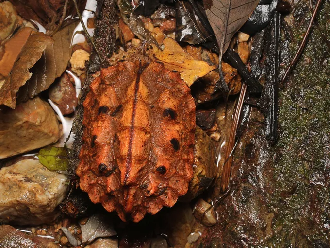 Mata Mata Turtles: Masters of Camouflage | World Wildlife Fund