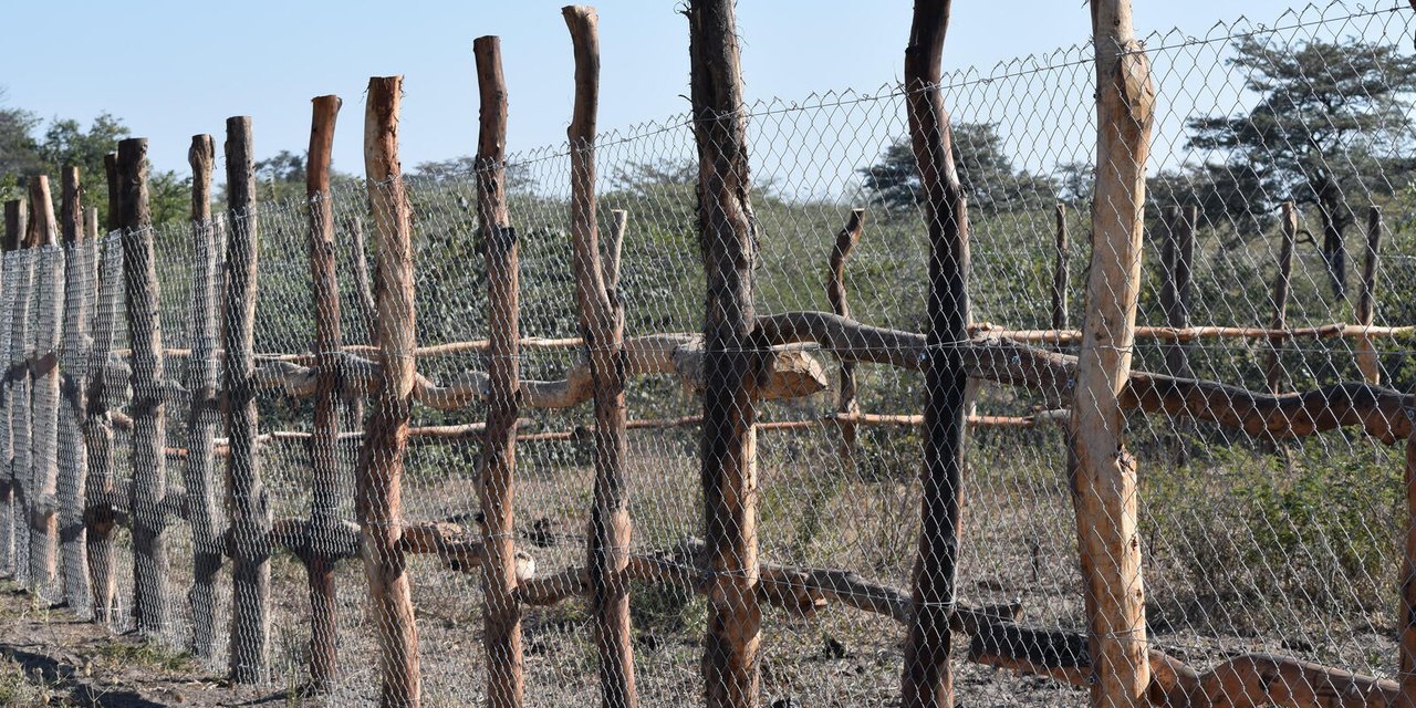 Protecting Livestock and Lions in Southern Africa | WWF