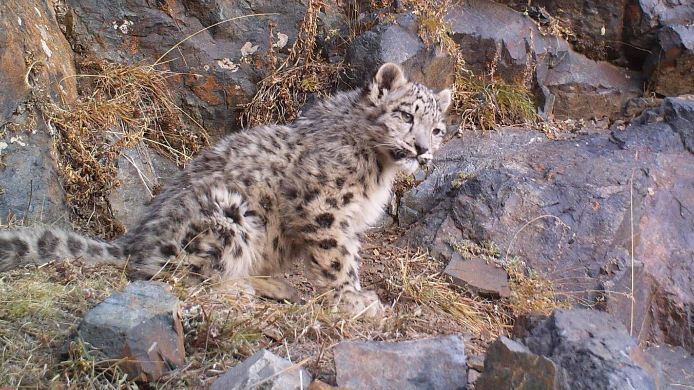 Eight Species Making a Comeback | WWF | WWF