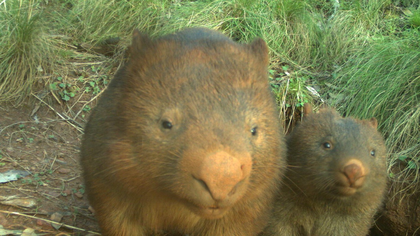 Australia’s Wildfires: Lasting Impact on Wildlife & Land | World ...