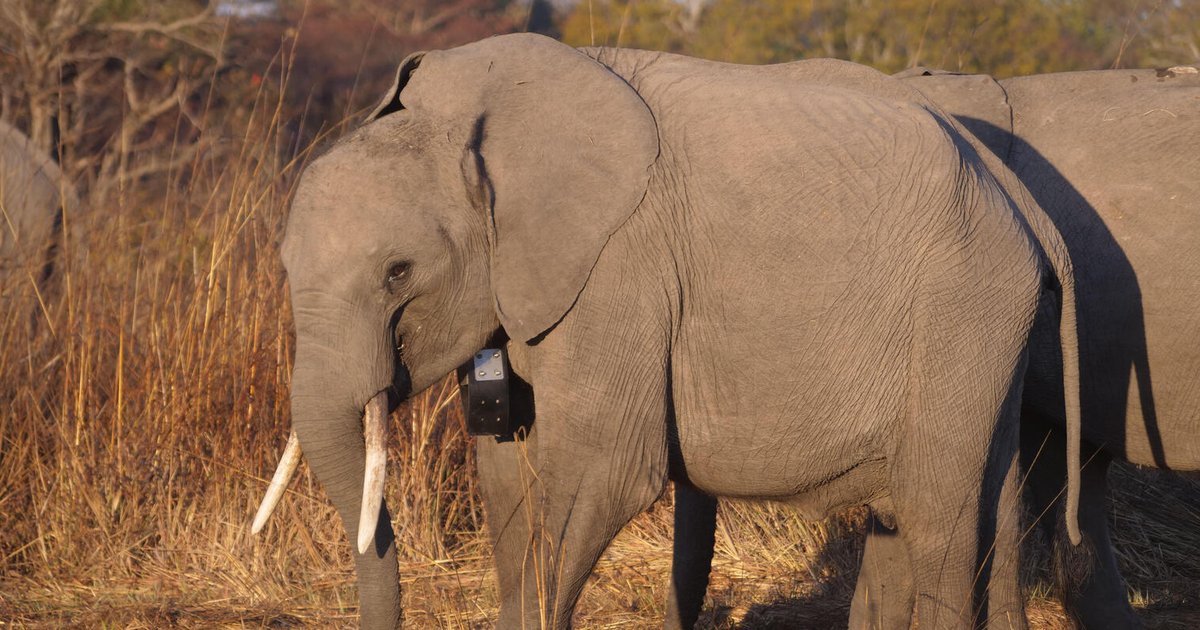 WWF Tests Wireless Tech to Track Elephants in Zambia | World Wildlife Fund